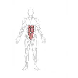 Muscles and antagonistic pairs OCR KS4 | Y10 Physical education Lesson ...