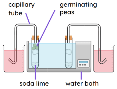 Explaining the effect of temperature on the rate of cellular ...