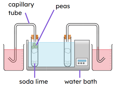 The effect of different substrates on cellular respiration in yeast ...