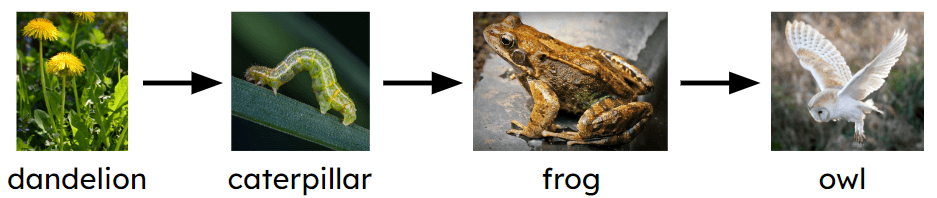 Producers, photosynthesis and consumers Foundation AQA KS4 | Y10 ...