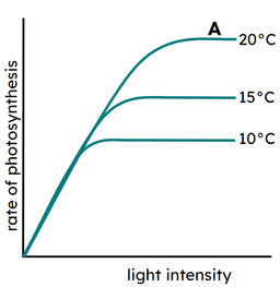 Photosynthesis and limiting factors Higher OCR KS4 | Y11 Biology Lesson ...