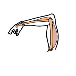 Levers in sporting actions AQA KS4 | Y10 Physical education Lesson ...