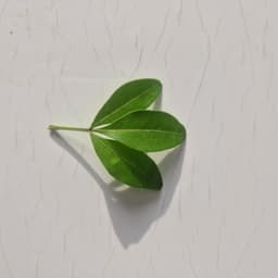 Draw the rainforest: studies of plants and leaves KS2 | Y3 Art and ...