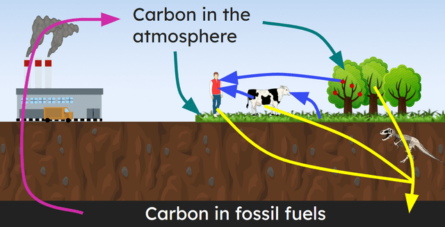 Deforestation affects the carbon and water cycles KS3 | Y9 Science ...