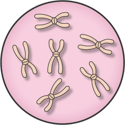 DNA, chromosomes, genes and the genome KS3 | Y7 Science Lesson ...