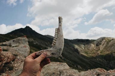 Types of teeth KS2 | Y4 Science Lesson Resources | Oak National Academy