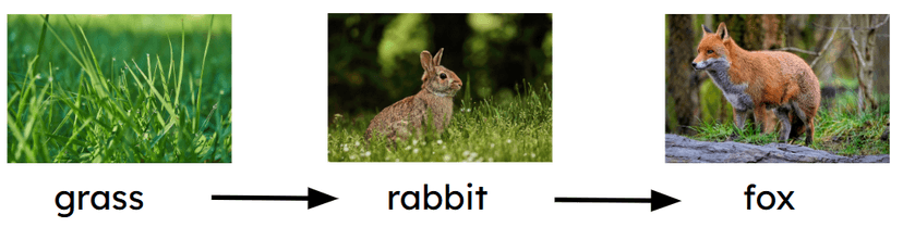 Creating food chains KS2 | Y4 Science Lesson Resources | Oak National ...