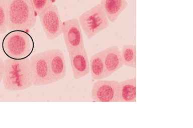 Observing mitosis in plant cells using a light microscope (including ...